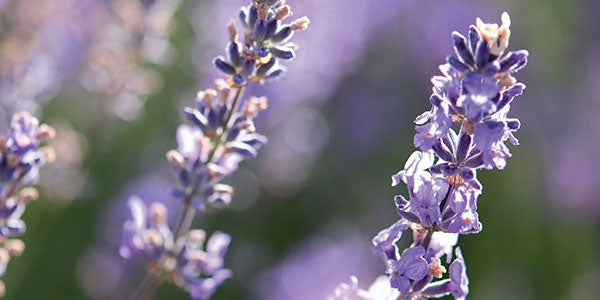 Francuska lavanda | Prirodni sastojci | L'Occitane